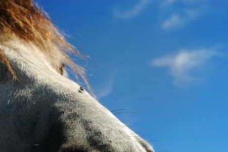 Moscas em equinos – Hipismo&Co
