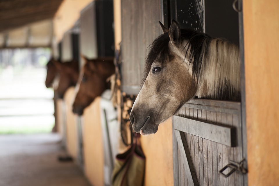 10 dicas para manutenção e limpeza das Cocheiras – Hipismo&Co